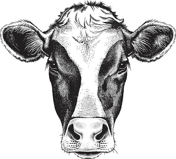 Beef Head (Cabeza) – Smith Meat Company